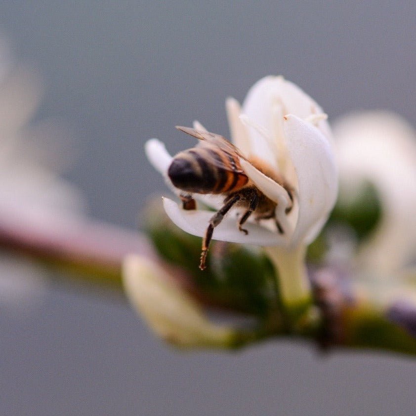 Standout Coffee | Worlds best coffee roasted on demand
