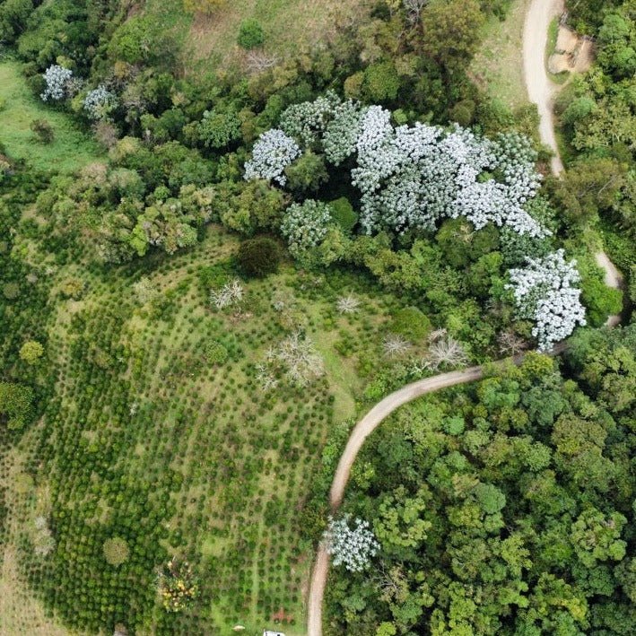 Standout Coffee | Worlds best coffee roasted on demand